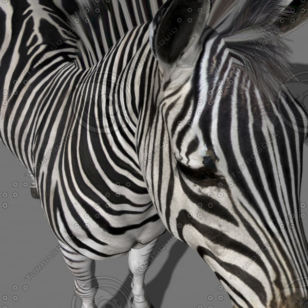3d realistic zebra model