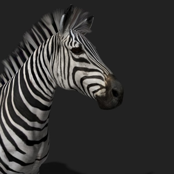 3d realistic zebra model