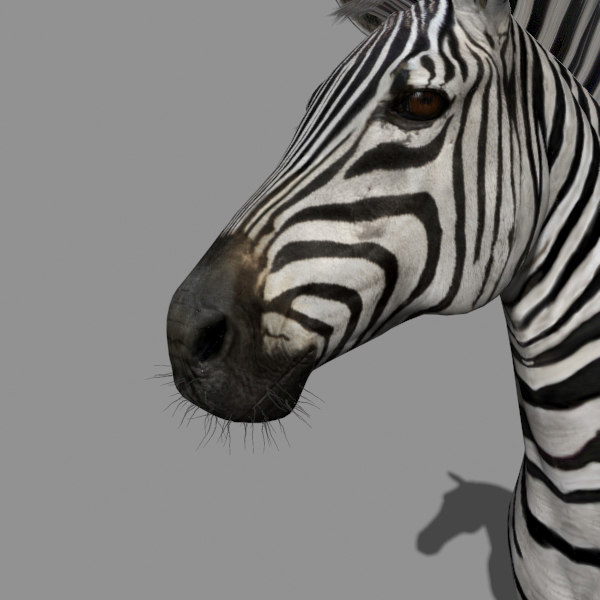 3d realistic zebra model