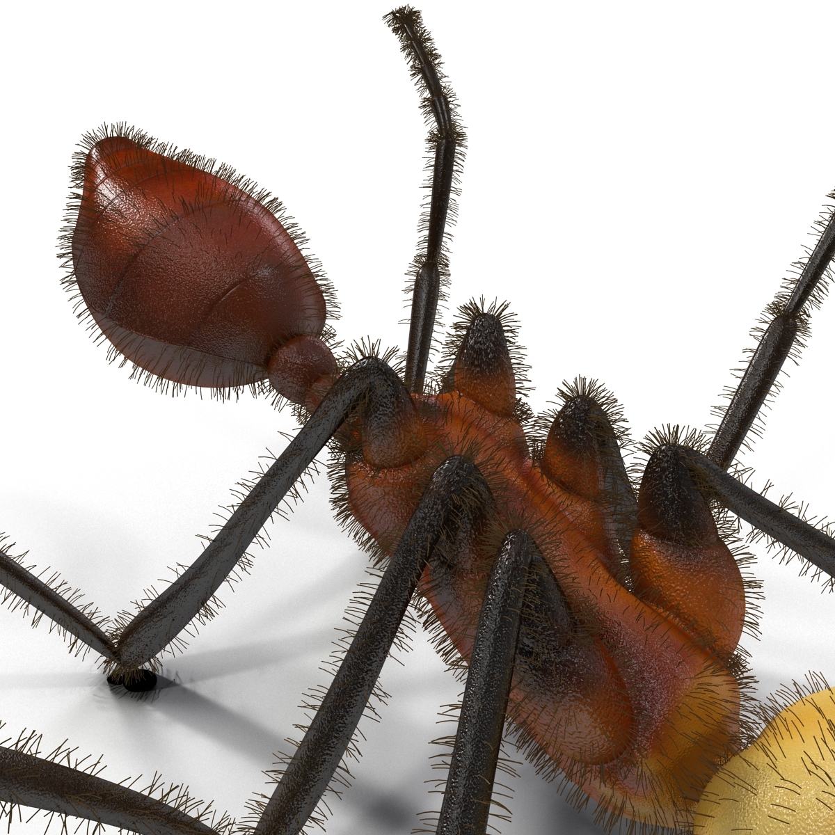 3dsmax army ant fur