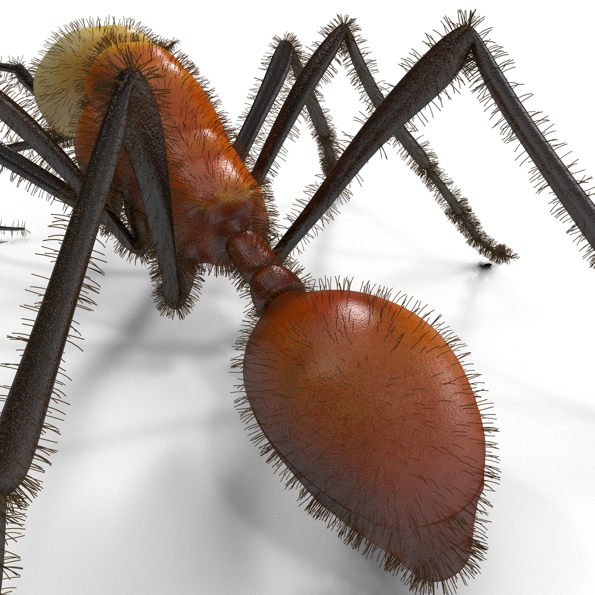 3dsmax army ant fur