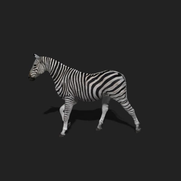 3d realistic zebra model