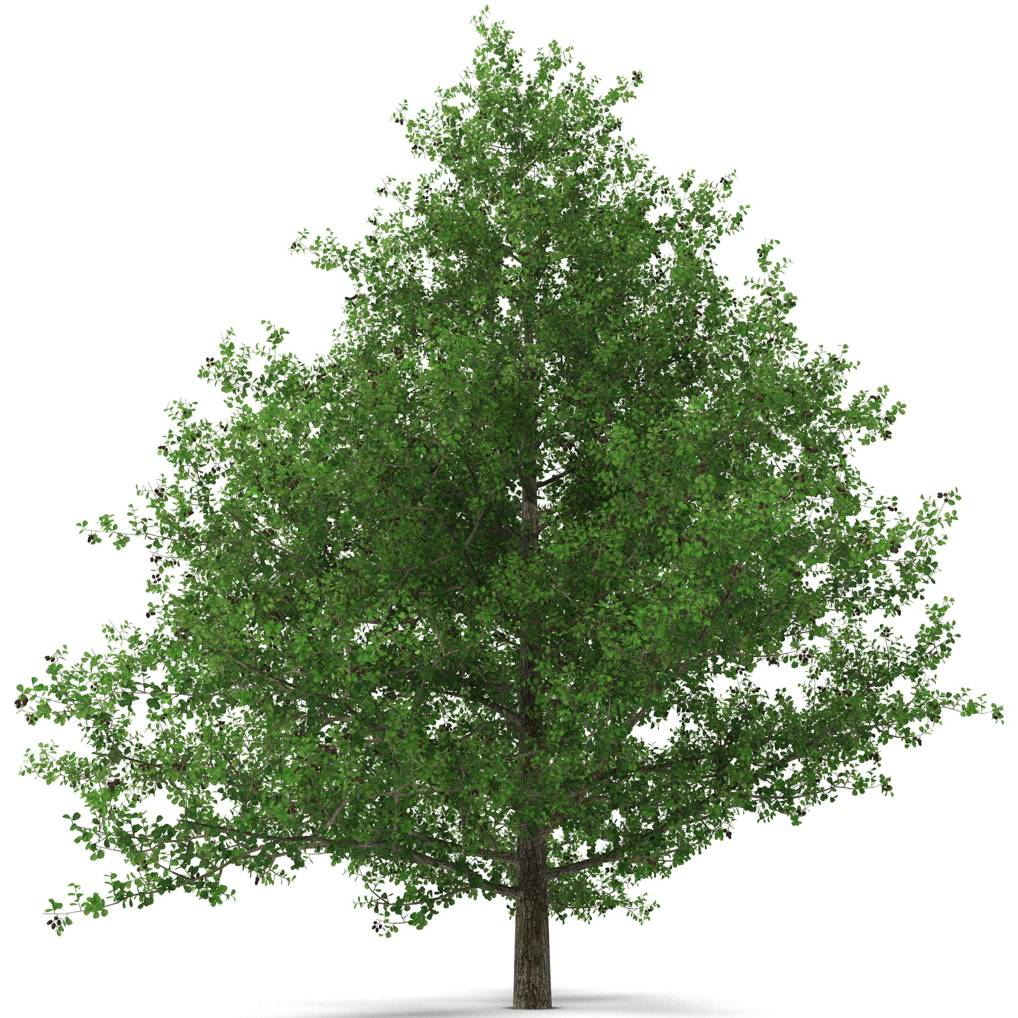 black alder tree alnus 3d model