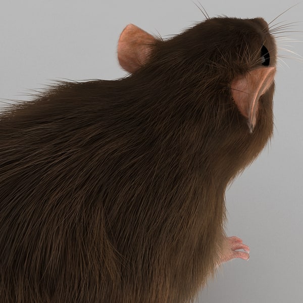 3d rat pose 2 fur model