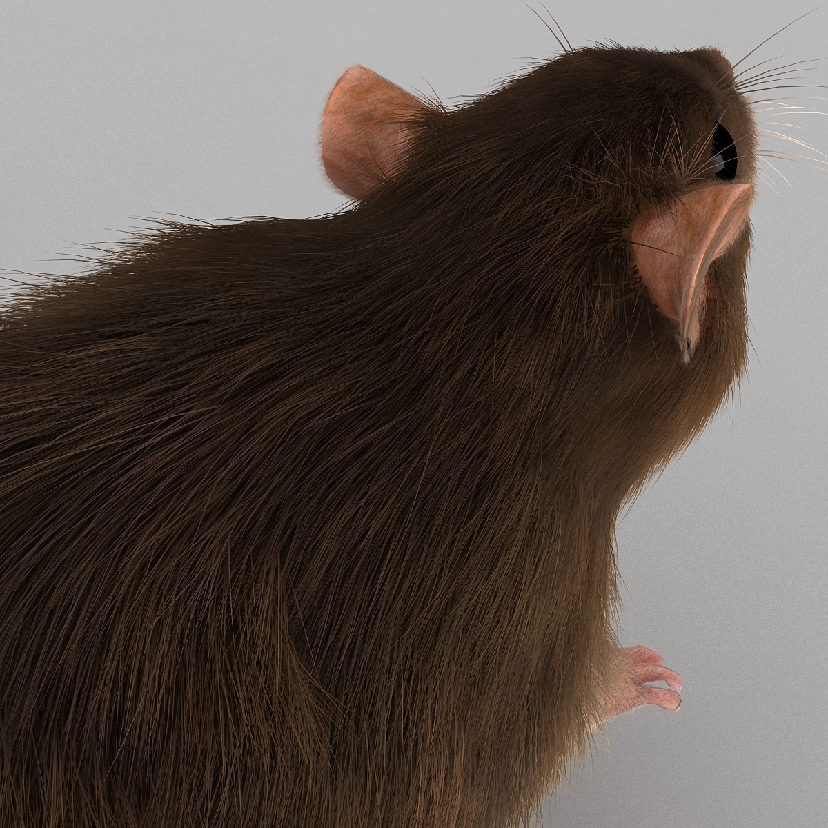 3d rat pose 2 fur model
