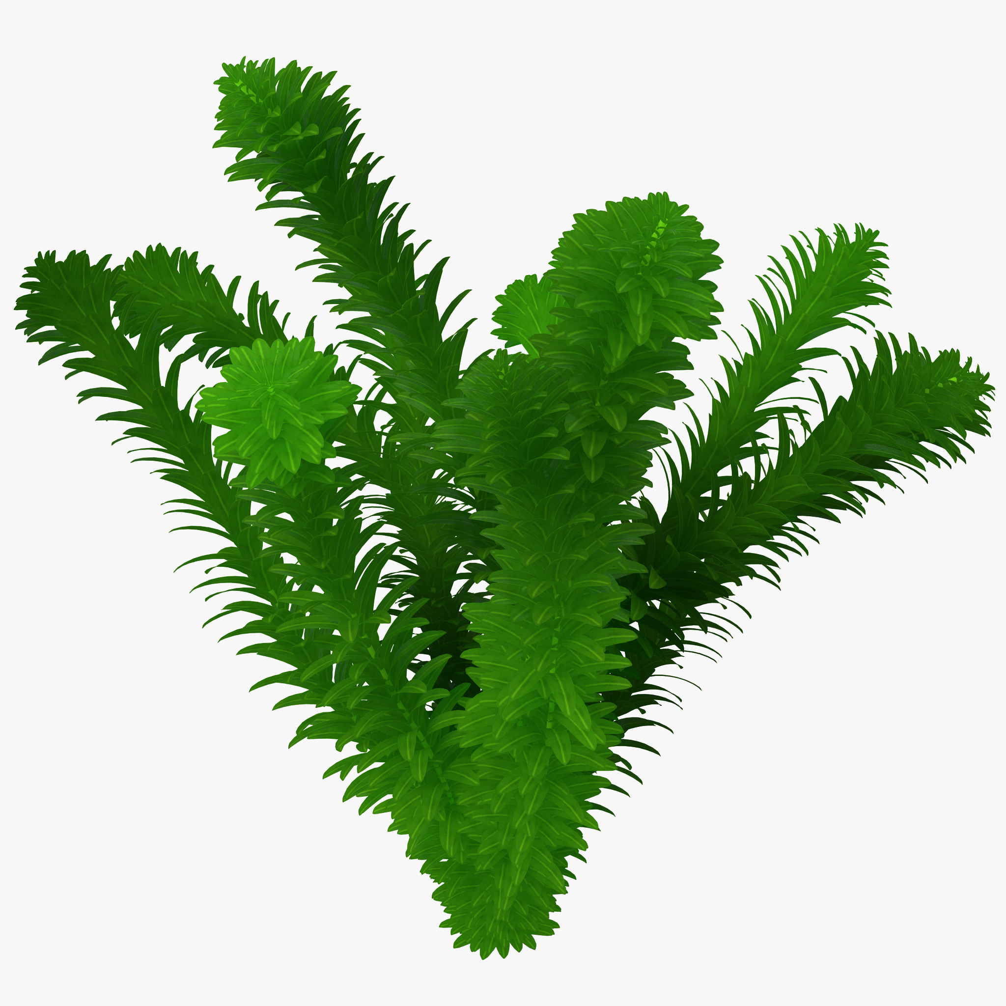 3d aquarium anacharis plant model