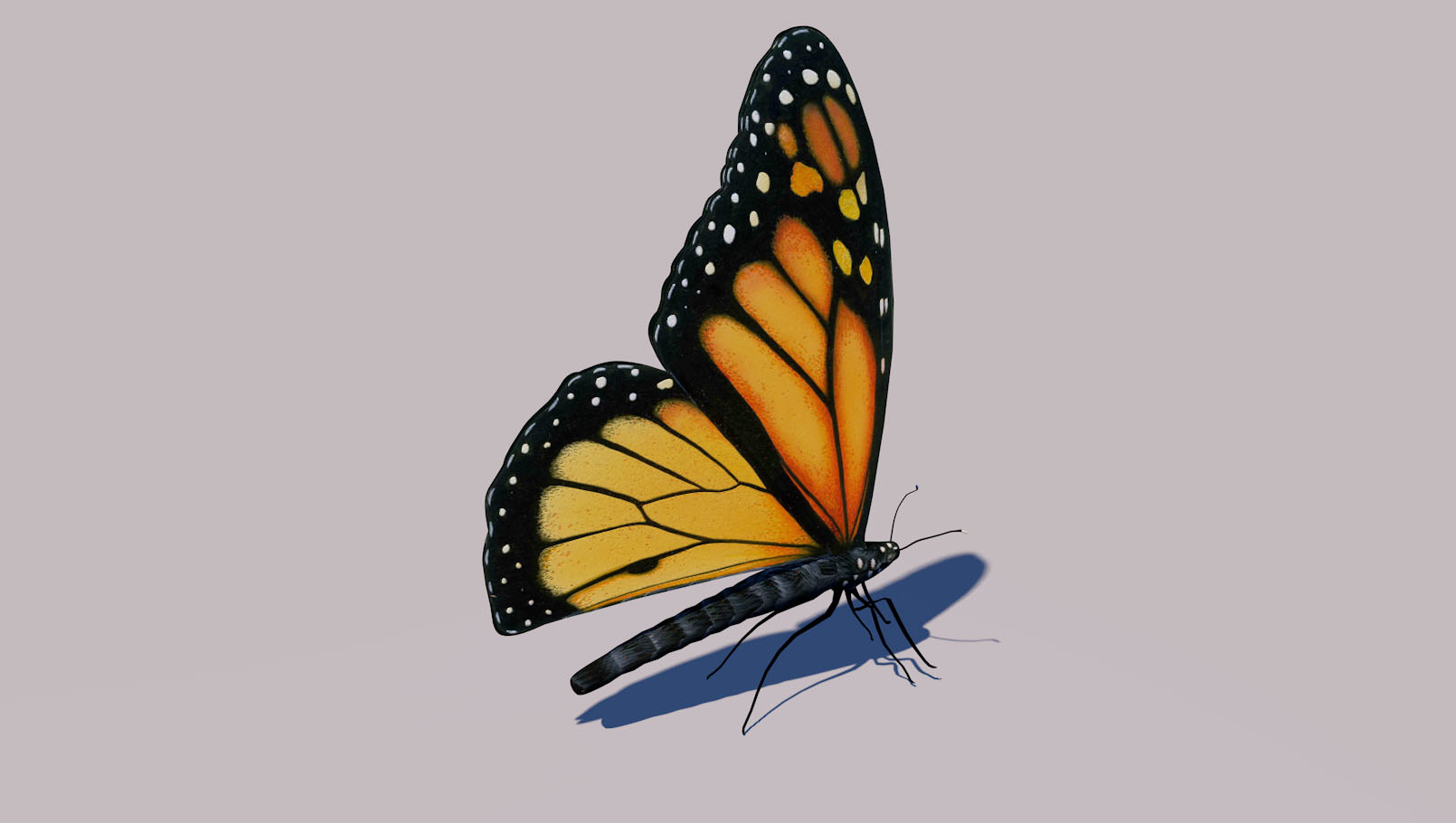 monarch butterfly animation 3d model