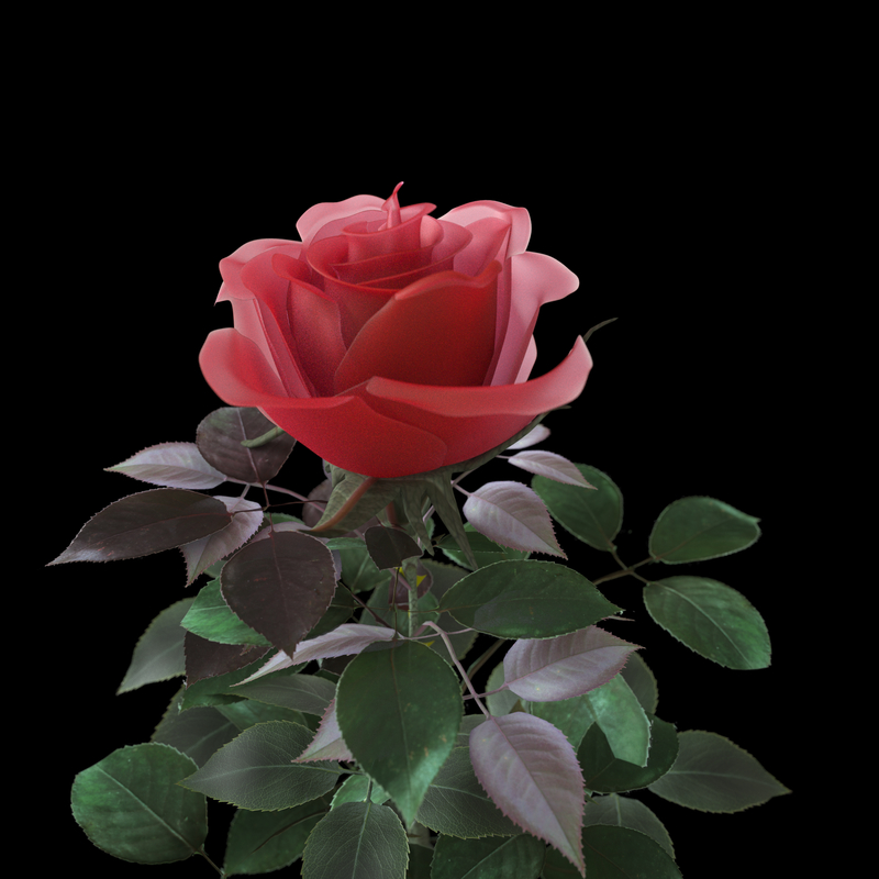 maya realistic rose flower
