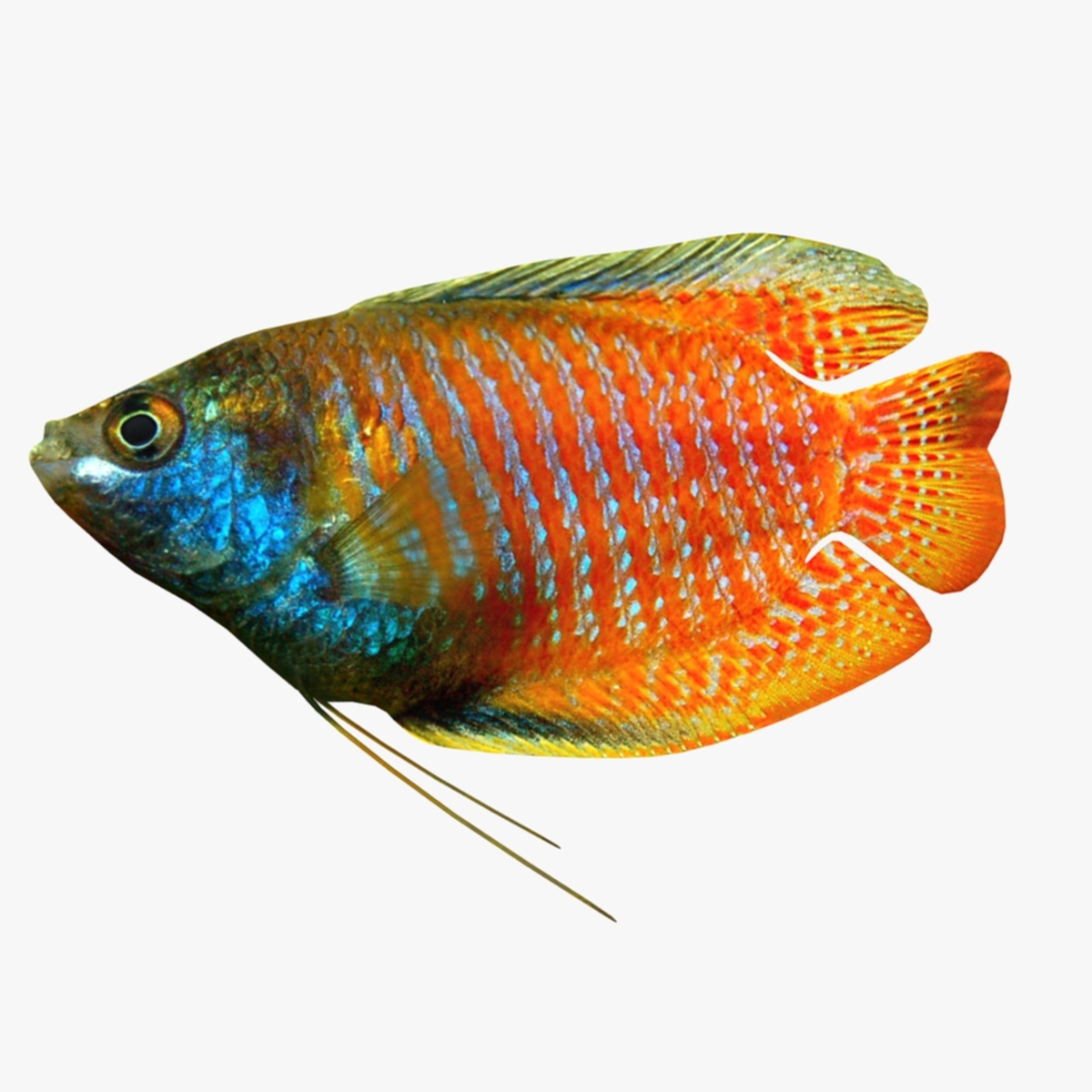 3d gourami model