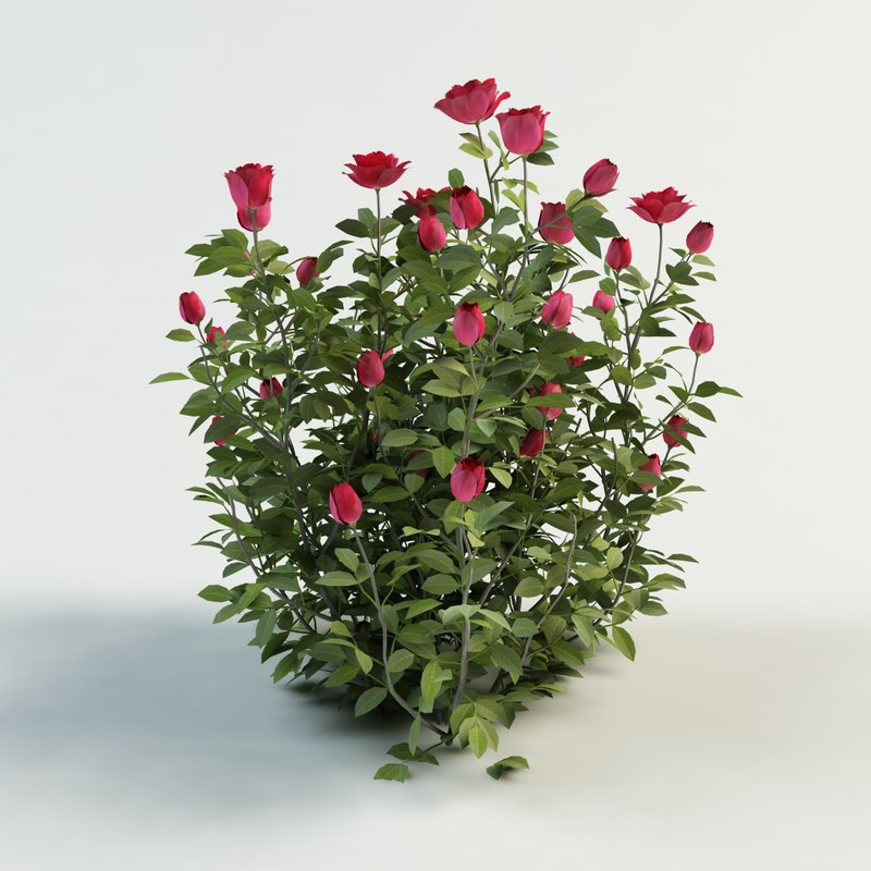 3d 3ds rose bush