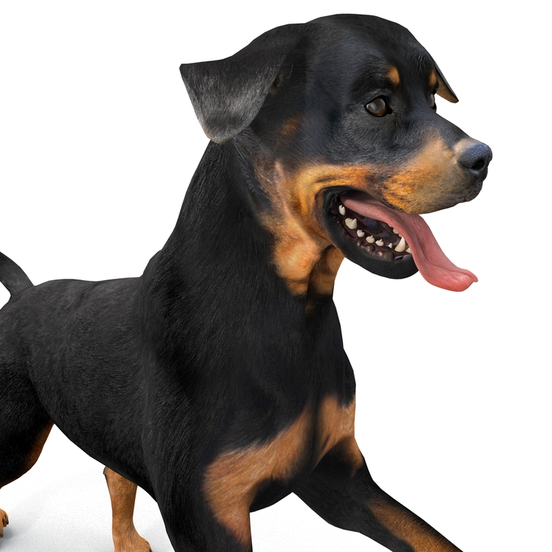 3d model rottweiler pose 2