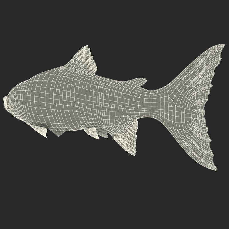 sockeye salmon fish obj