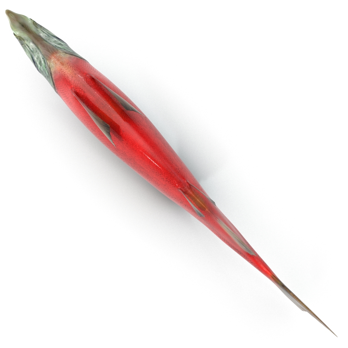 sockeye salmon fish obj