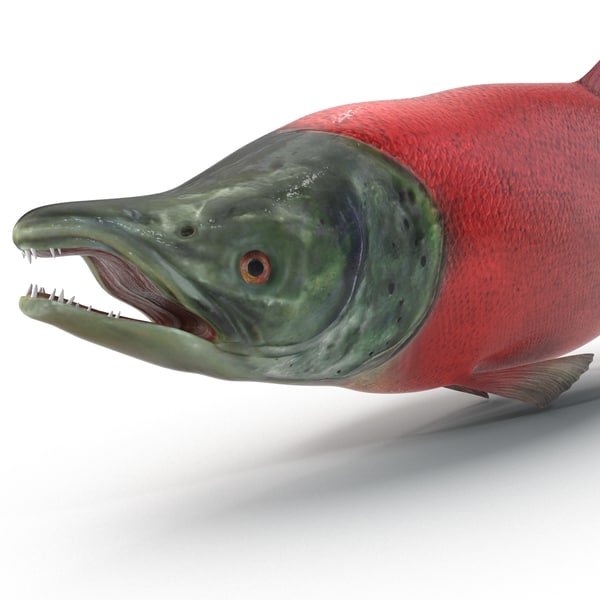 sockeye salmon fish obj