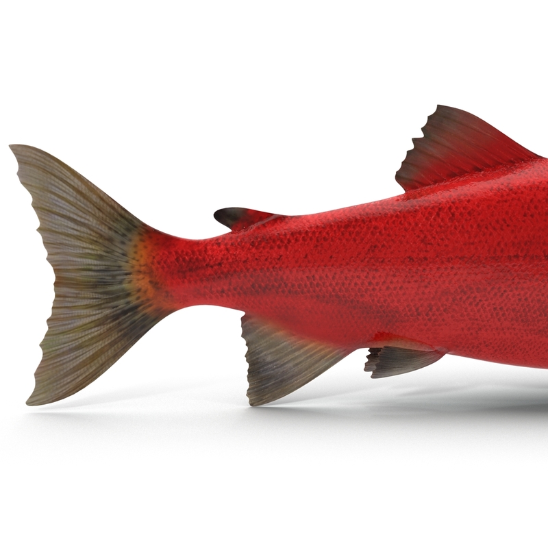 sockeye salmon fish obj