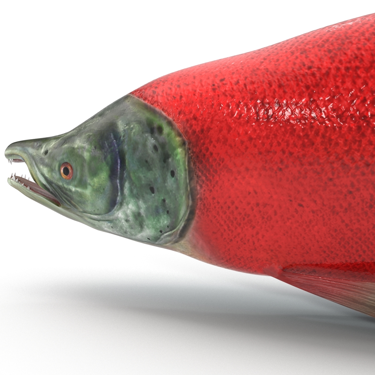 sockeye salmon fish obj