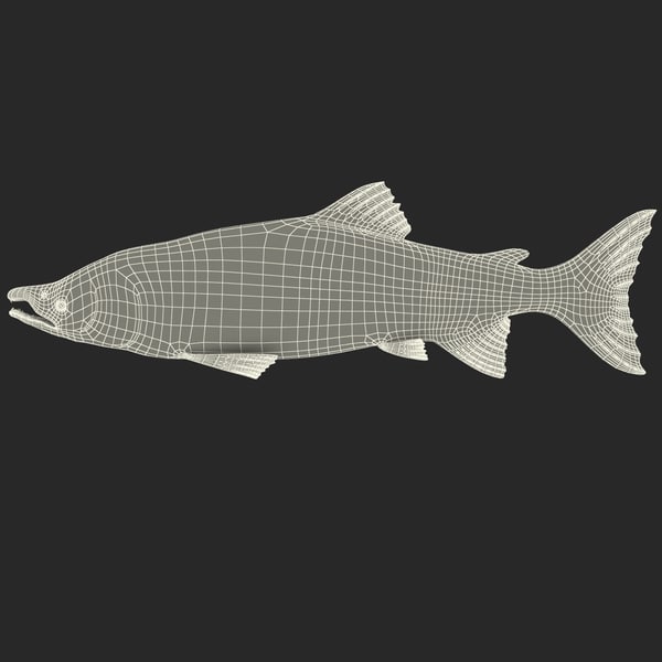 sockeye salmon fish obj