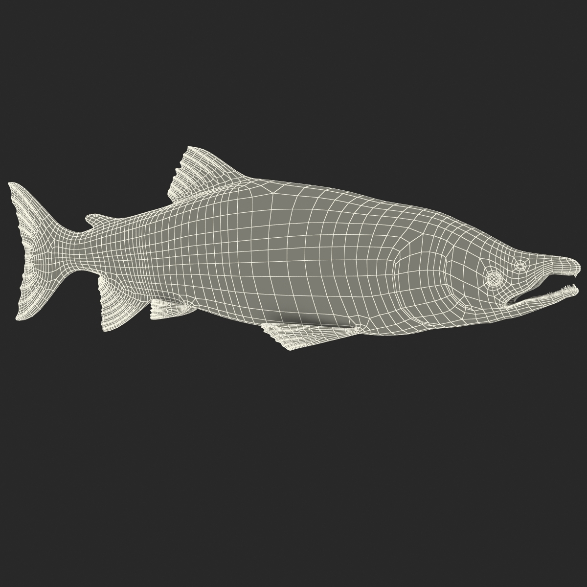 sockeye salmon fish obj