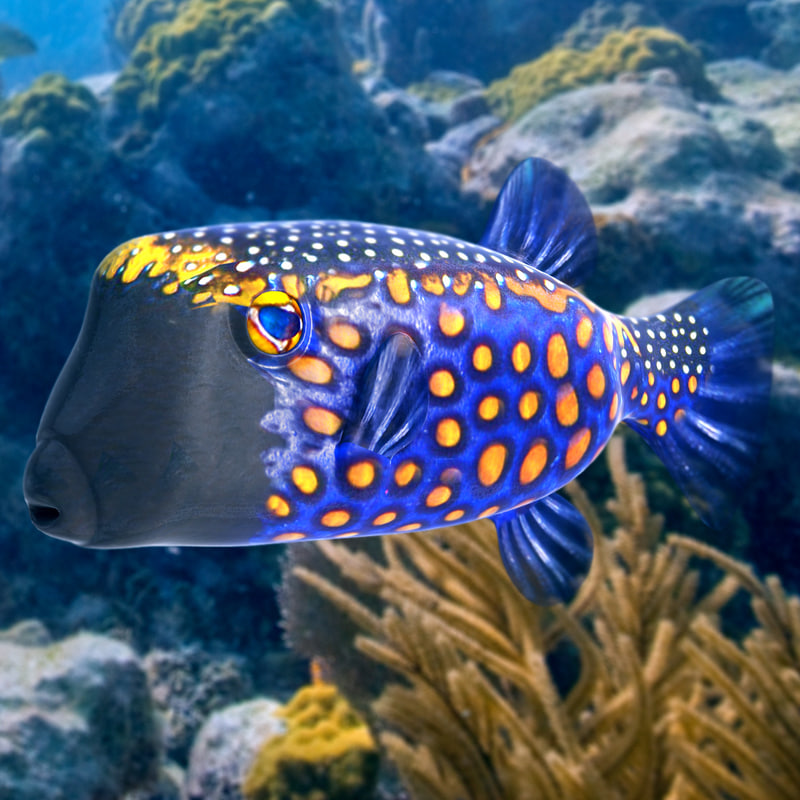 blue boxfish tropical fish 3d model