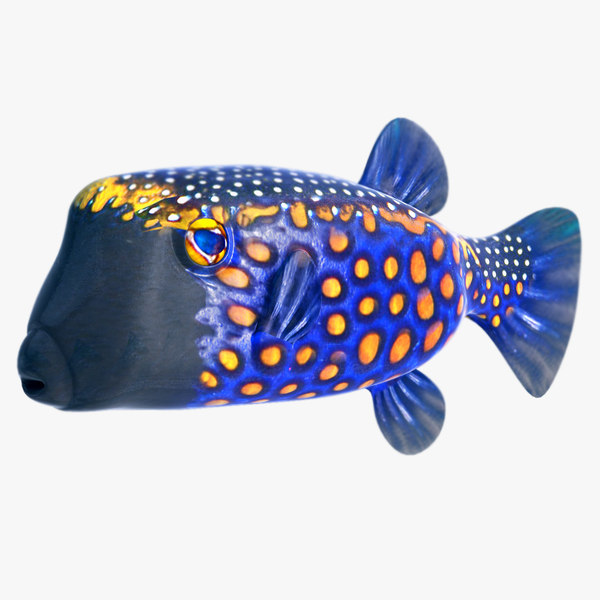 blue boxfish tropical fish 3d model