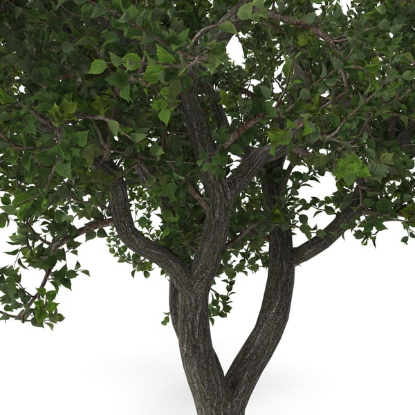 3d apricot tree 2