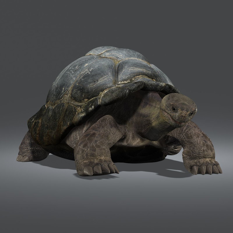 3d galapagos tortoise animation