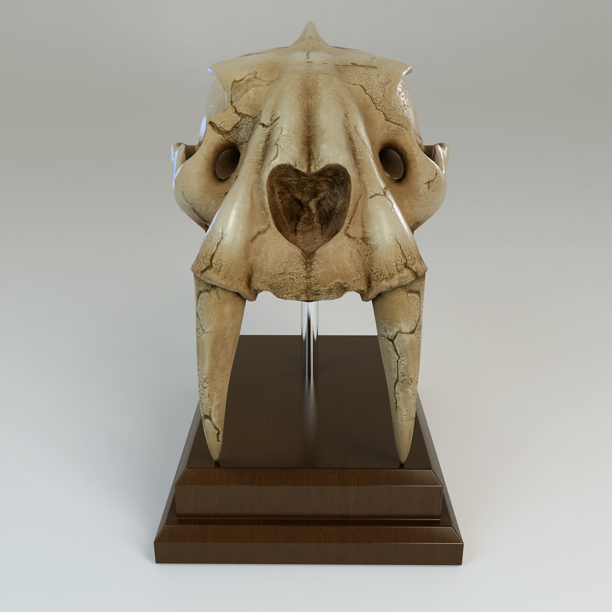 3d model of fossilized saber tooth skull