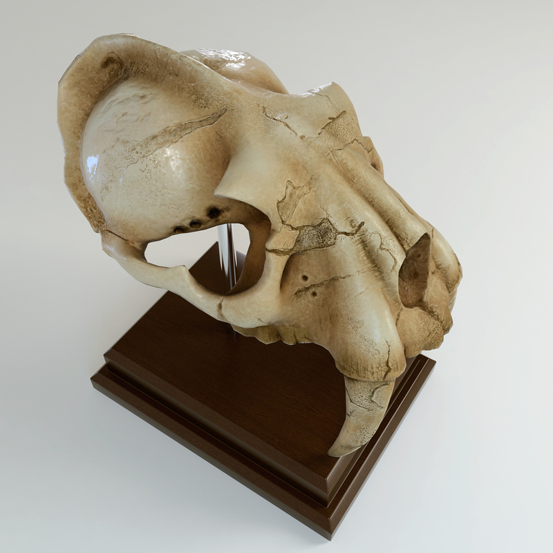 3d model of fossilized saber tooth skull