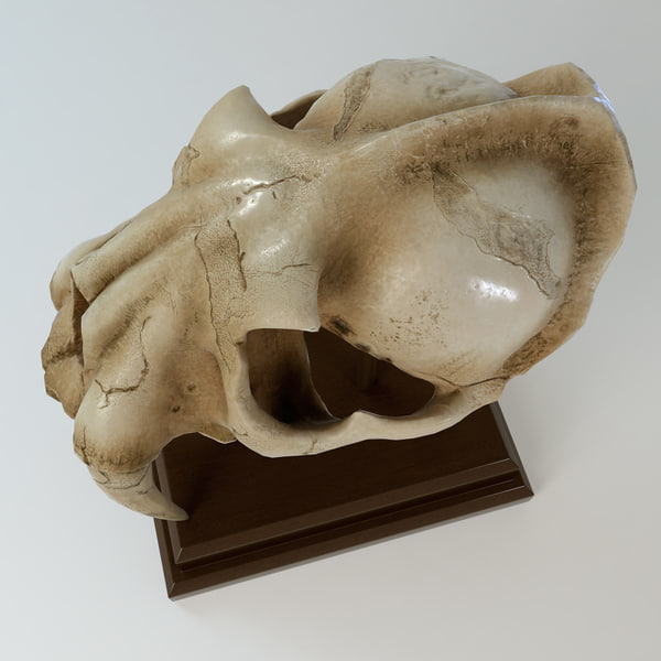 3d model of fossilized saber tooth skull