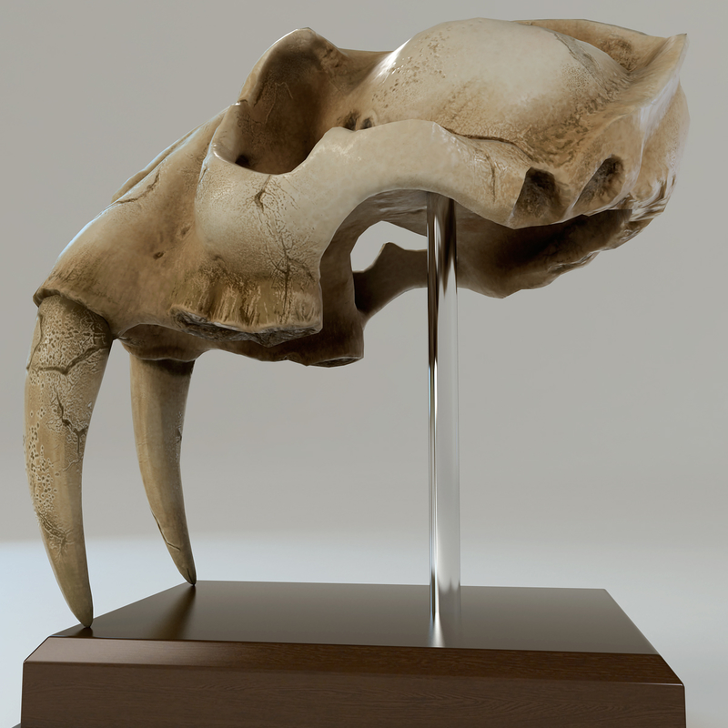 3d model of fossilized saber tooth skull