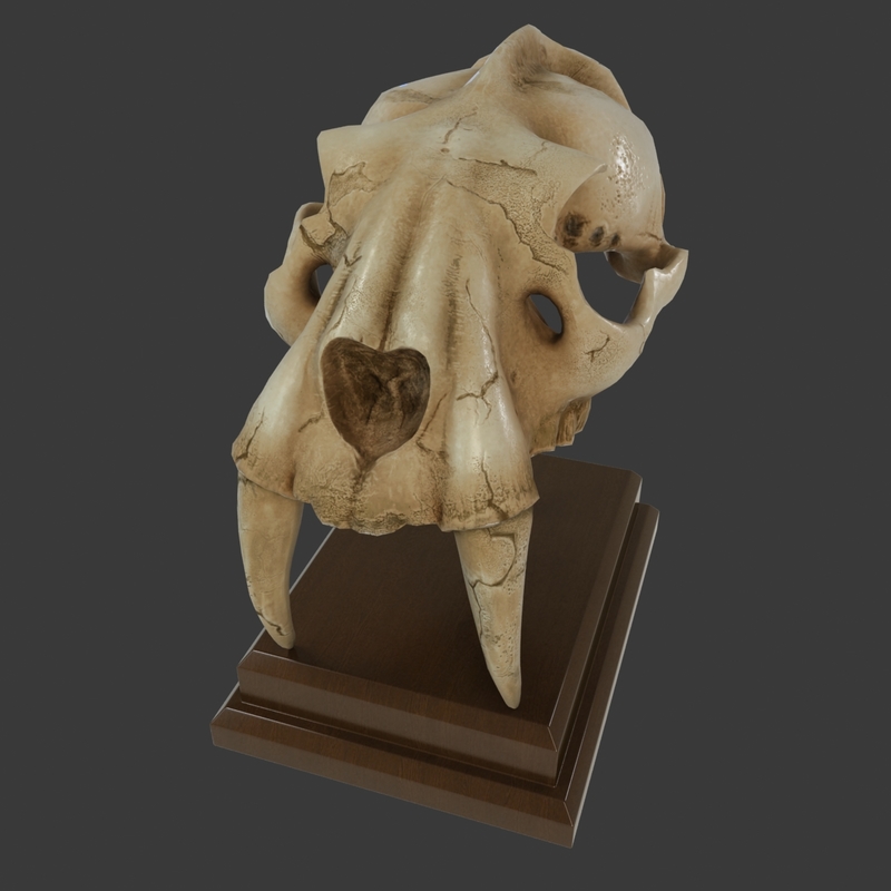3d model of fossilized saber tooth skull