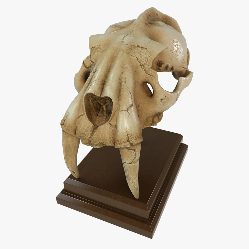 3d model of fossilized saber tooth skull