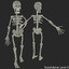 max cartoon skeleton rigged
