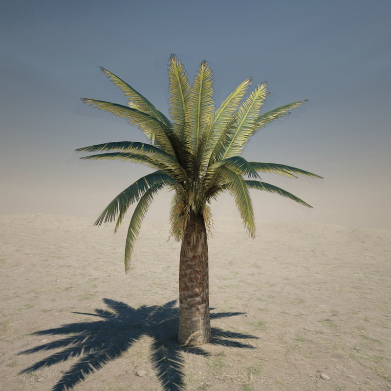 3d medium palm tree