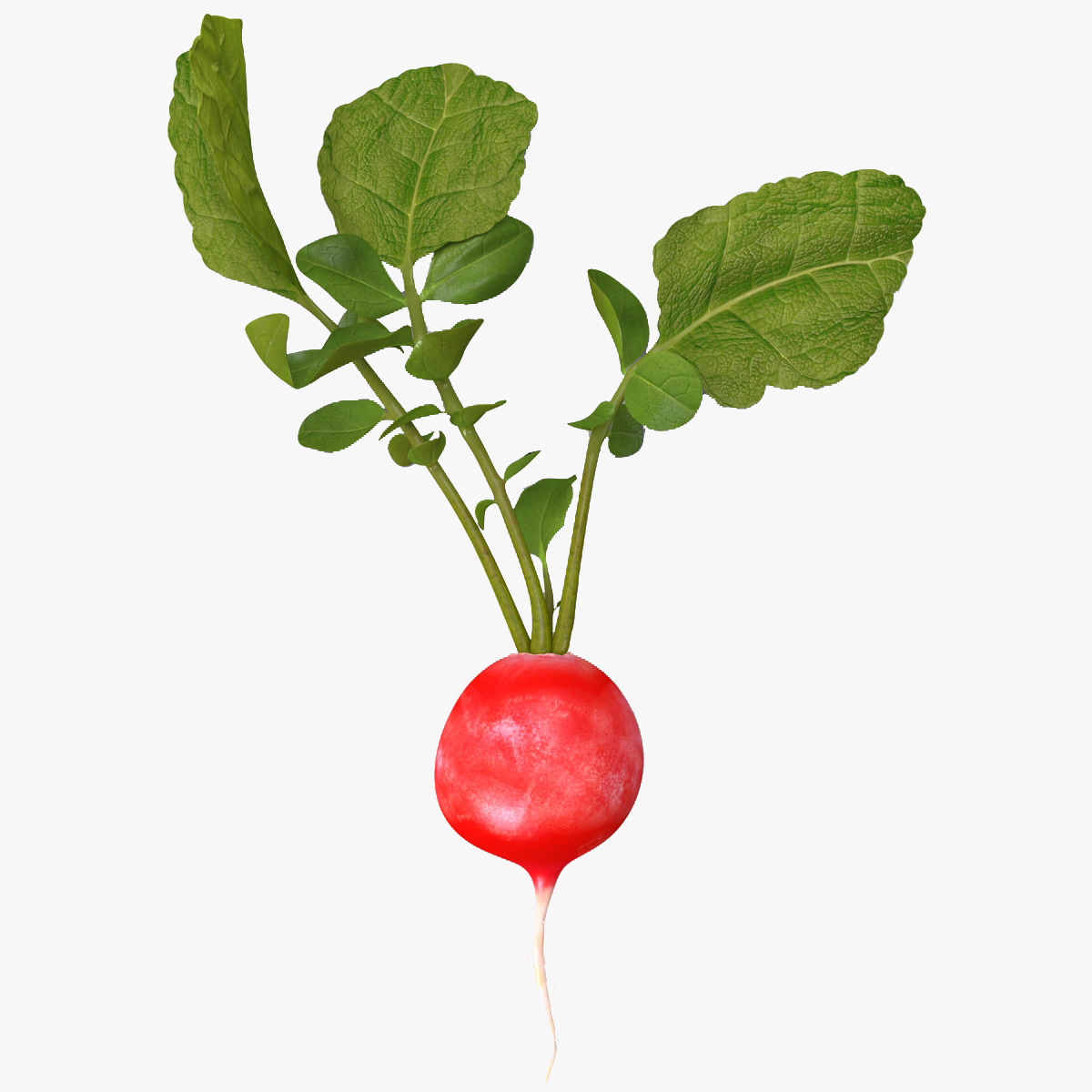 radish 2 3d model