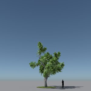 Free Blender Tree Models | TurboSquid