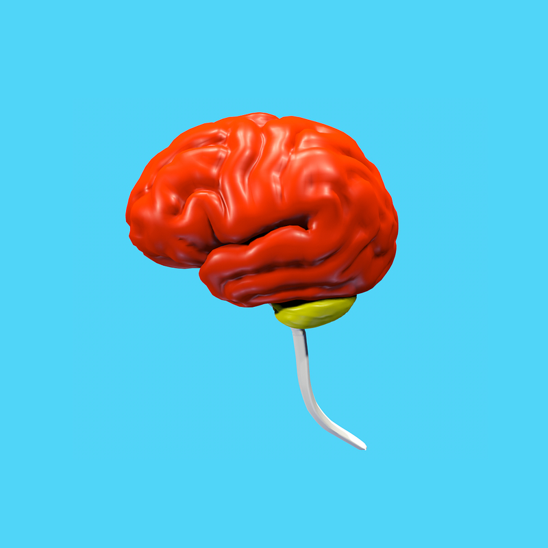 human brain c4d