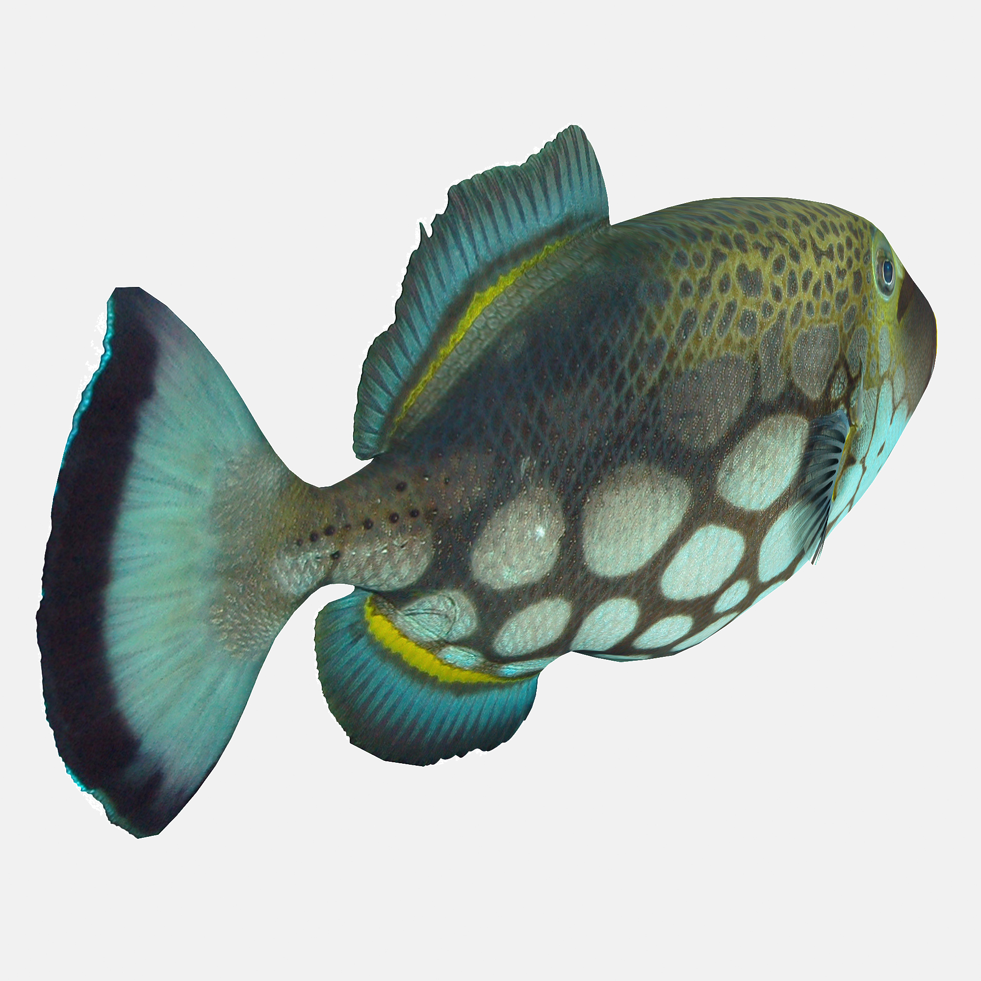 clown triggerfish max