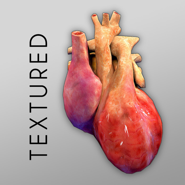3d human heart bumpmap model