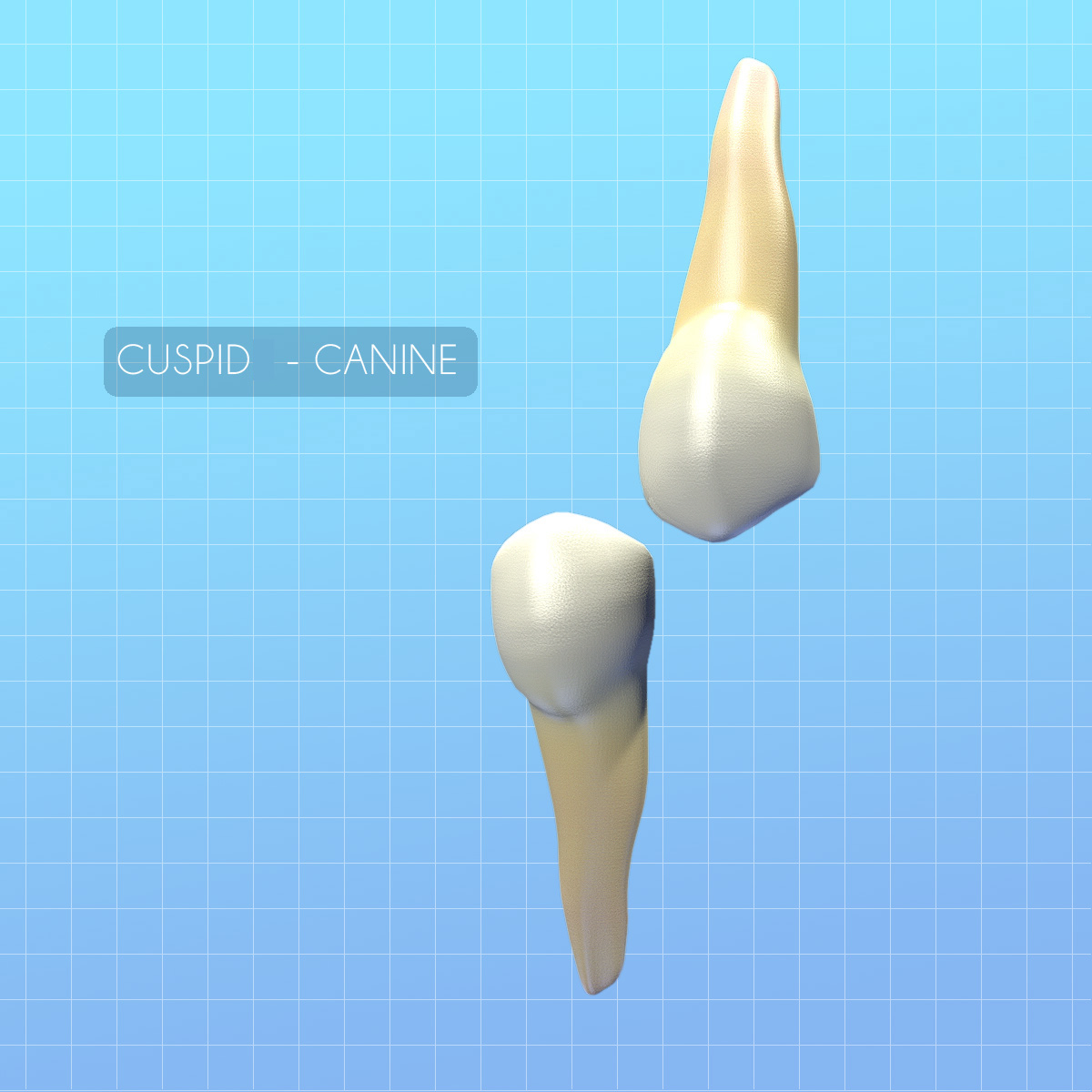 c4d cuspid canine