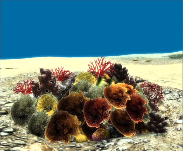 Coral Reef 3D Models for Download | TurboSquid