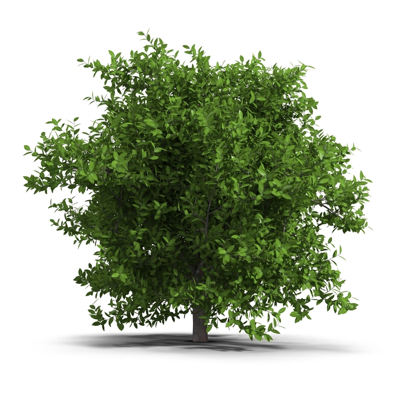 lime tree 3d max