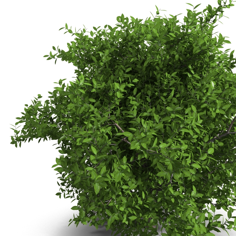 lime tree 3d max