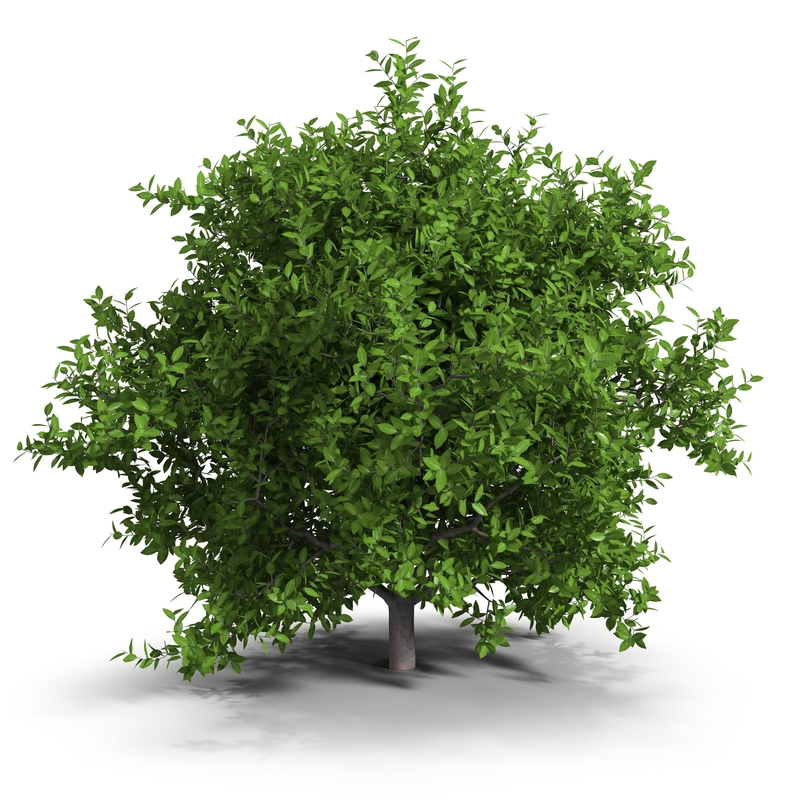 lime tree 3d max