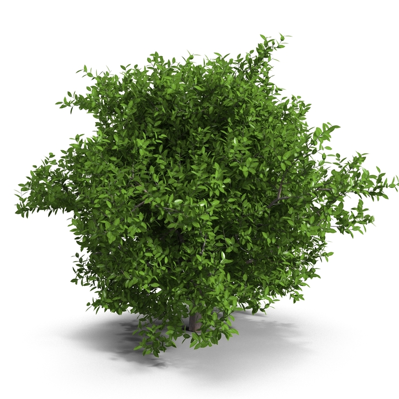 lime tree 3d max