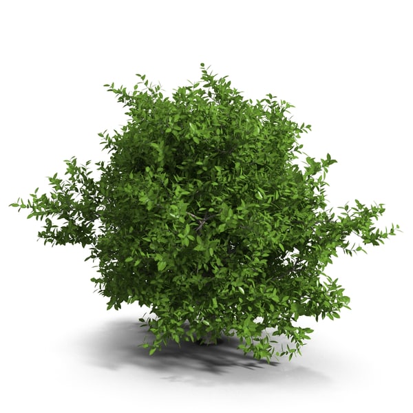lime tree 3d max