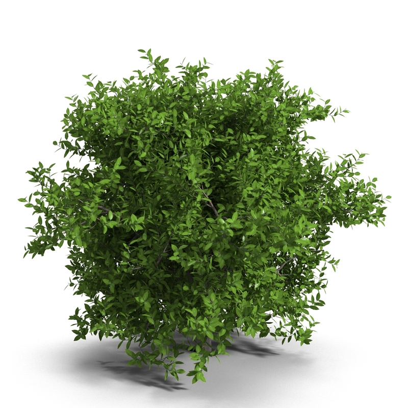 lime tree 3d max