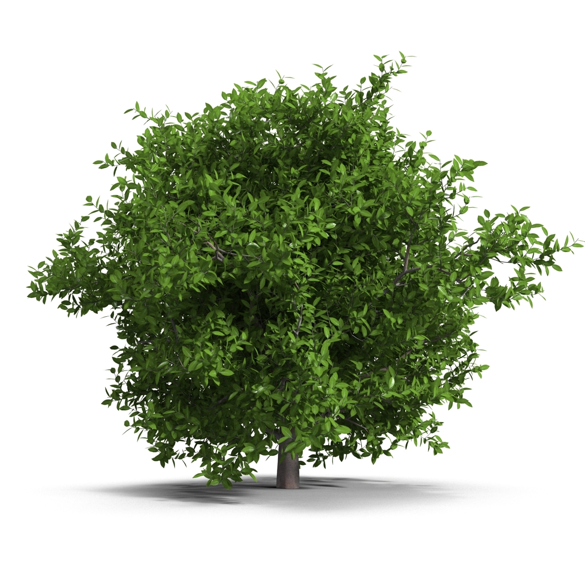 lime tree 3d max