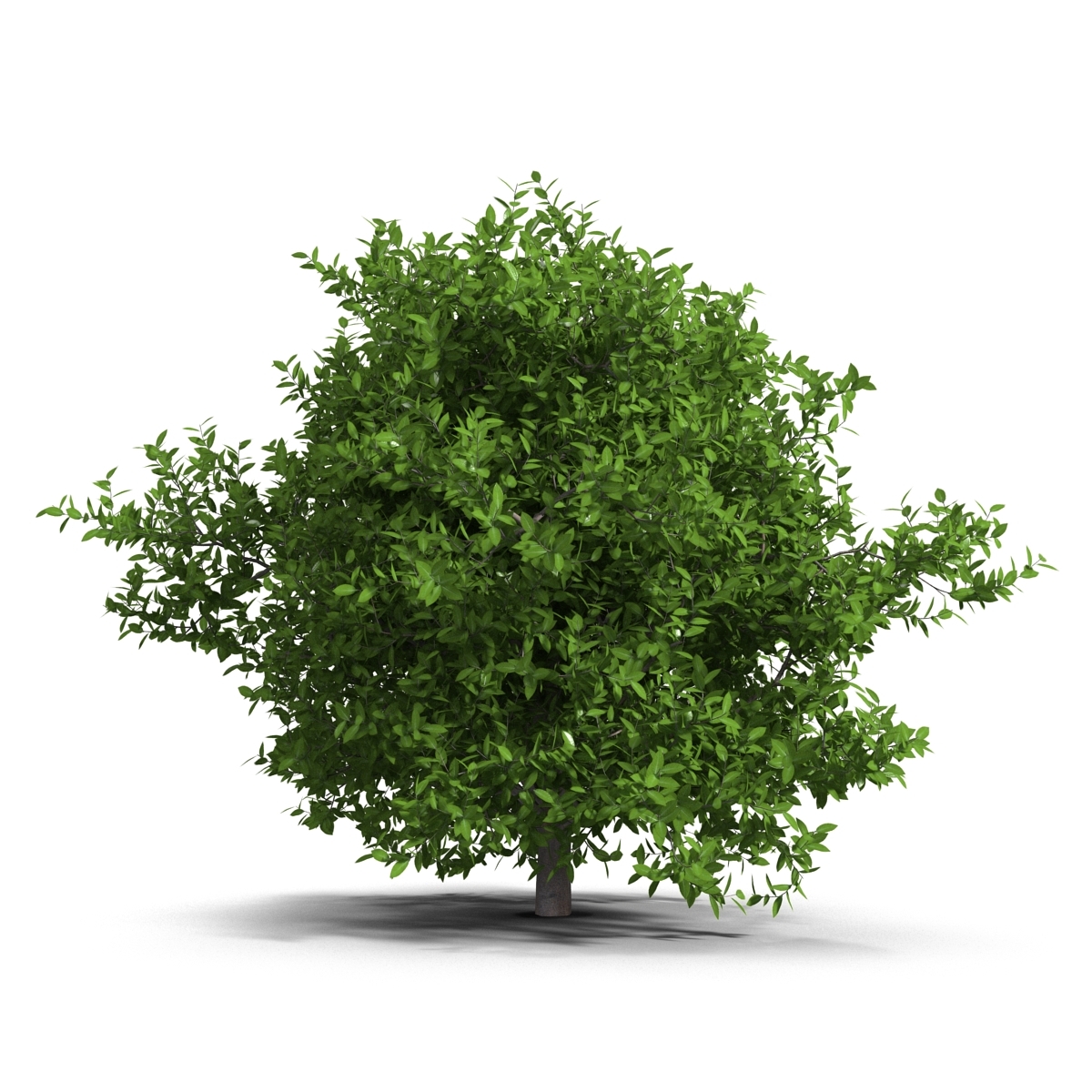 lime tree 3d max
