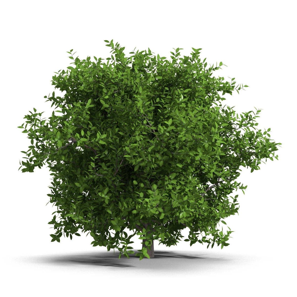 lime tree 3d max